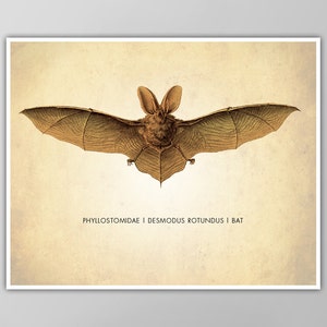 Bat Art Print - Natural History Poster - Scientific Decor - Flying Bat ...