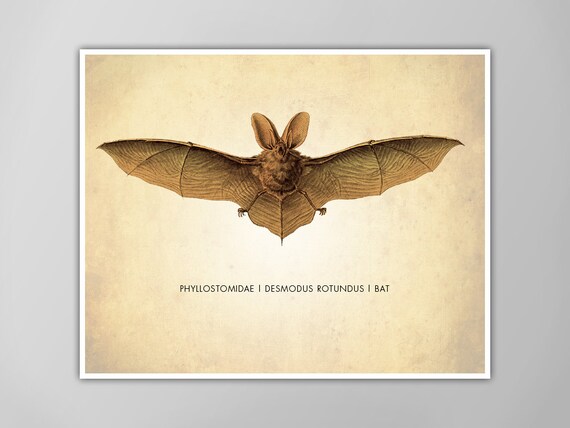 Bat Art Print Natural History Poster Natural History | Etsy