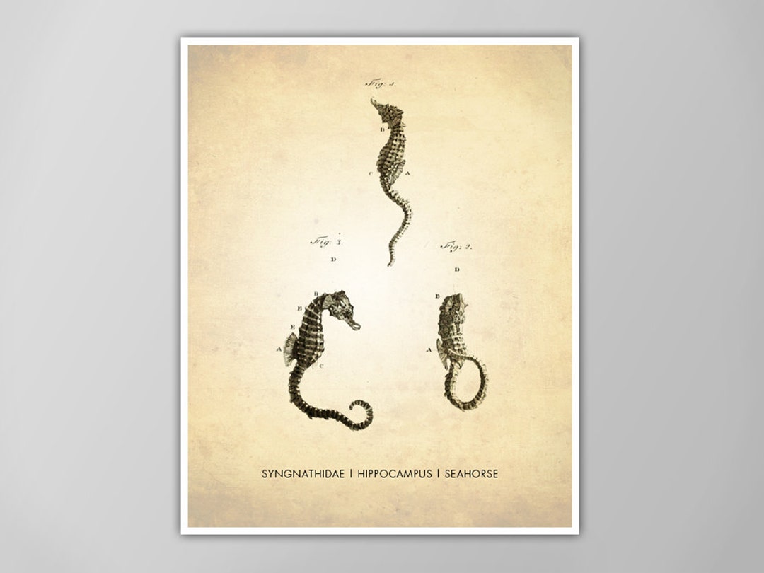 Seahorse Art Print - Ocean Life Poster - Science Classroom Decor ...