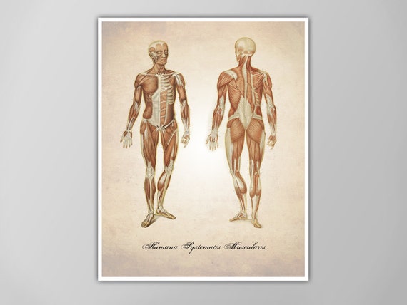 Muscular System Art Print Muscles Diagram Human Anatomy - Etsy