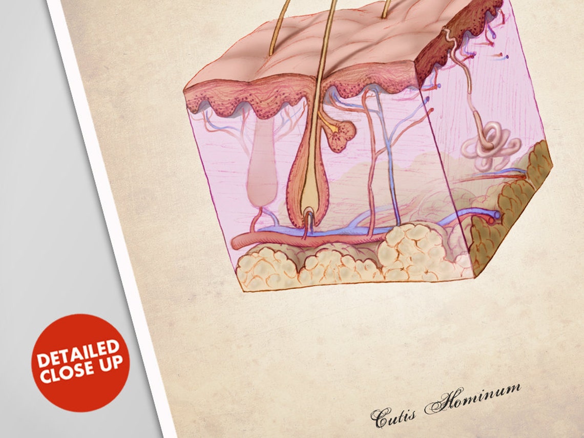 Human Skin Diagram Human Anatomy Art Print Anatomy Wall - Etsy