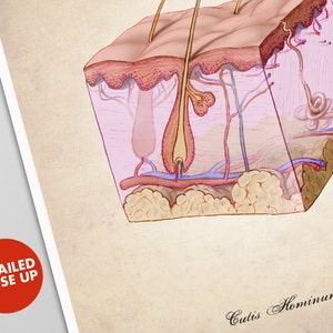 Human Skin Diagram - Human Anatomy Art Print - Anatomy Wall Art - Skin ...