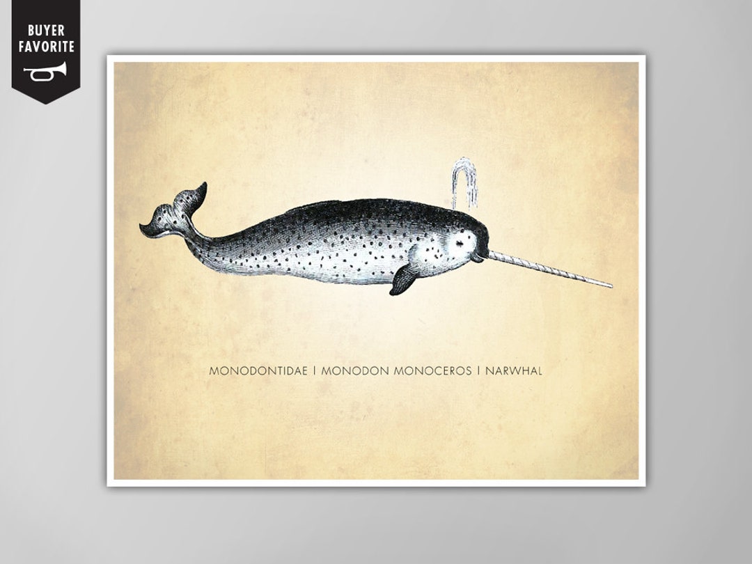 Narwhal Art Print - Natural History Poster - Scientific Print - Sea ...