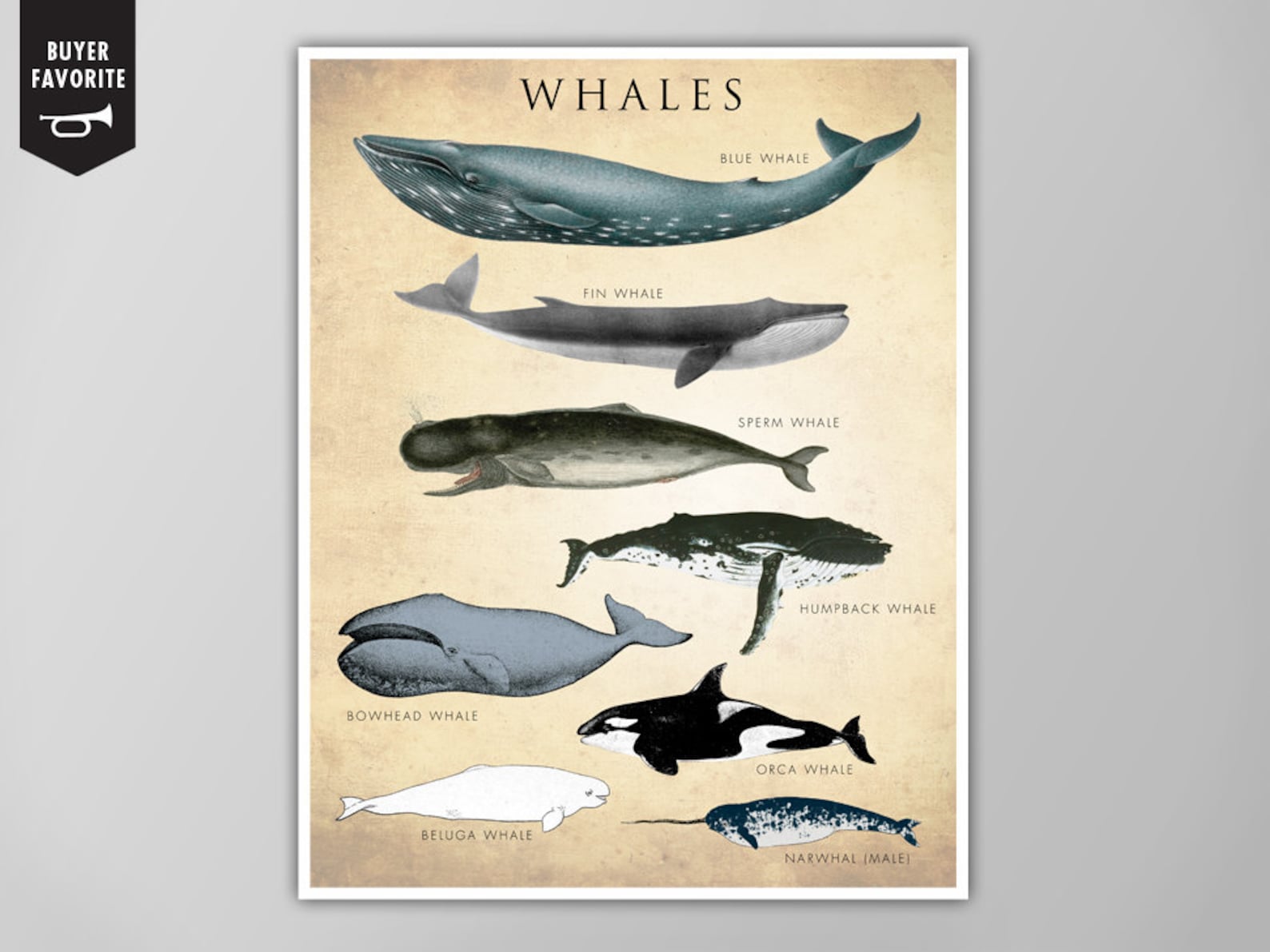 Whale Chart Art Print Whale Species Poster Natural History - Etsy UK