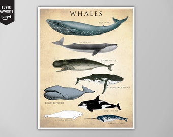 Whale Chart Art Print Whale Species Natural History Poster | Etsy