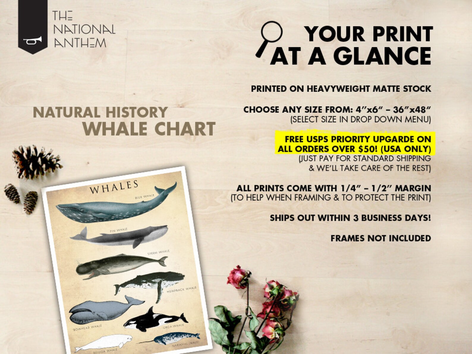 Whale Chart Art Print Whale Species Natural History Poster - Etsy