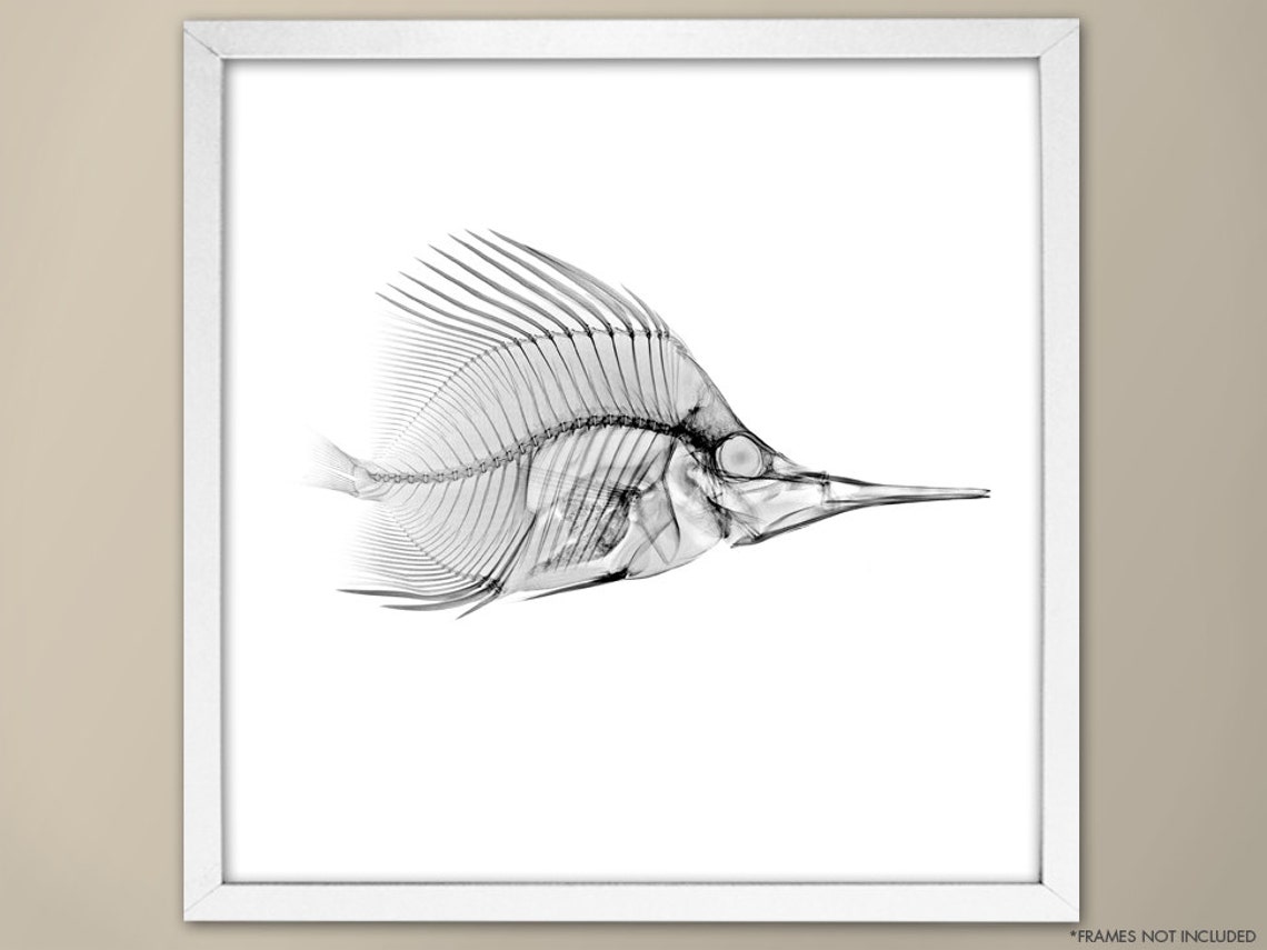 Black and White Fish X-ray Print Marine Life Art Modern Art - Etsy