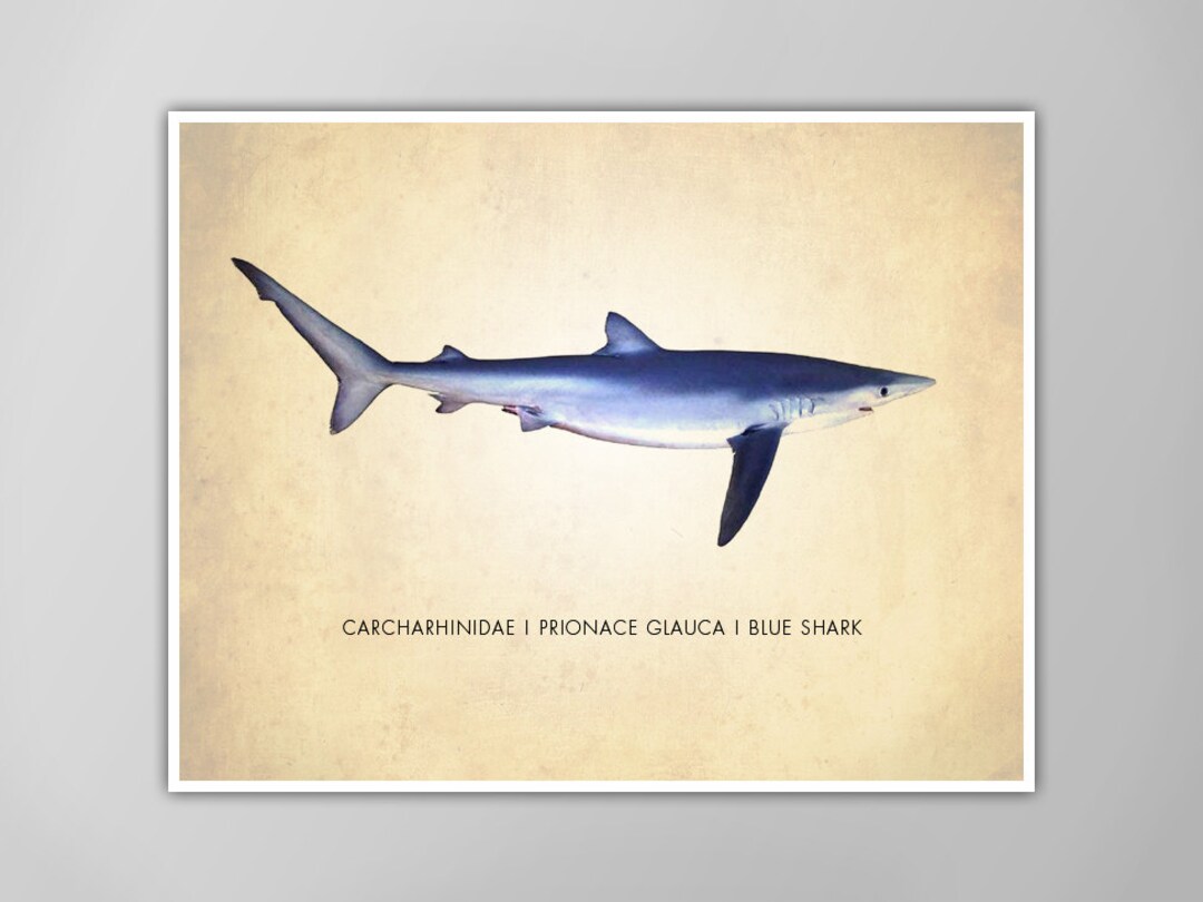 Blue Shark Art Print - Shark Poster - Natural History Wall Art ...