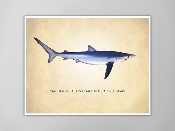 Blue Shark Art Print Shark Poster Natural History Wall Art - Etsy