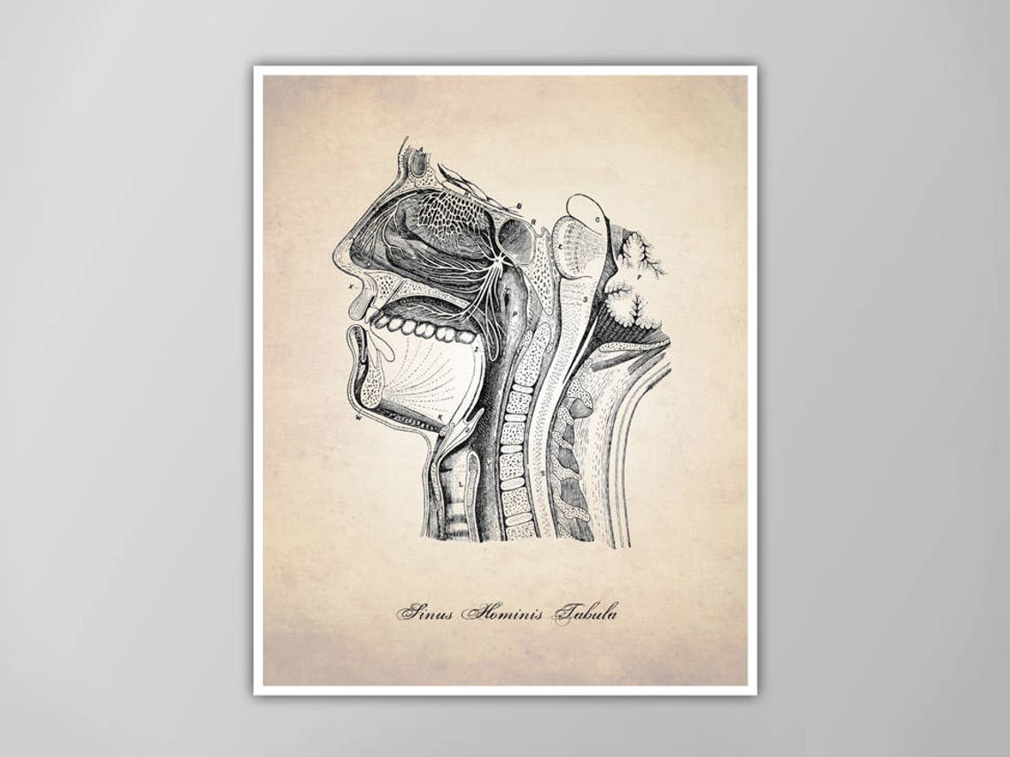 Sinus Cavity Diagram - Human Anatomy Art Print - Cross Section of Face ...