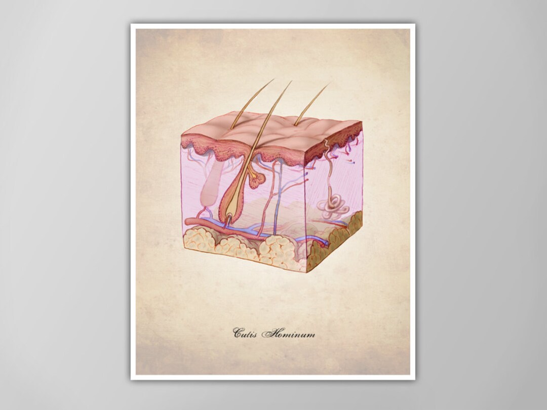 Human Skin Diagram - Human Anatomy Art Print - Anatomy Wall Art - Skin ...