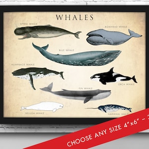 Whale Chart Art Print - Whale Species Poster - Natural History Decor ...