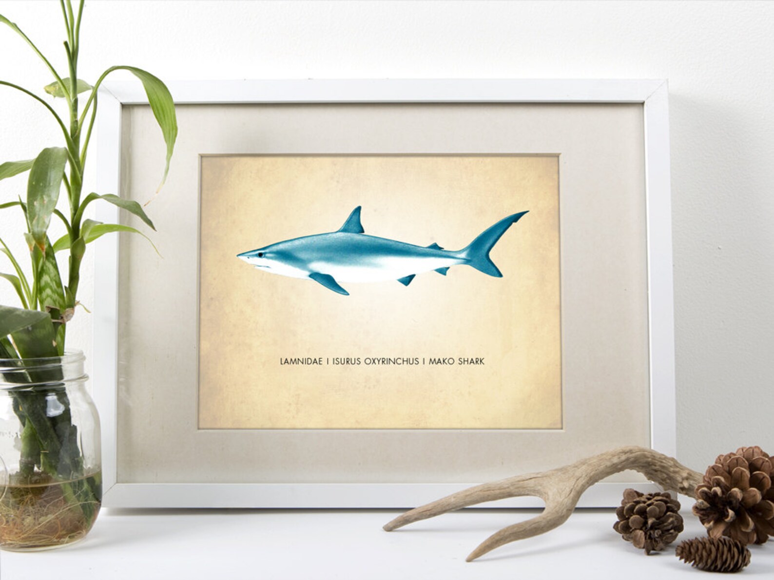 Mako Shark Art Print Natural History Poster Scientific - Etsy