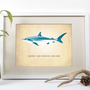 Mako Shark Art Print - Natural History Poster - Scientific Wall Art ...