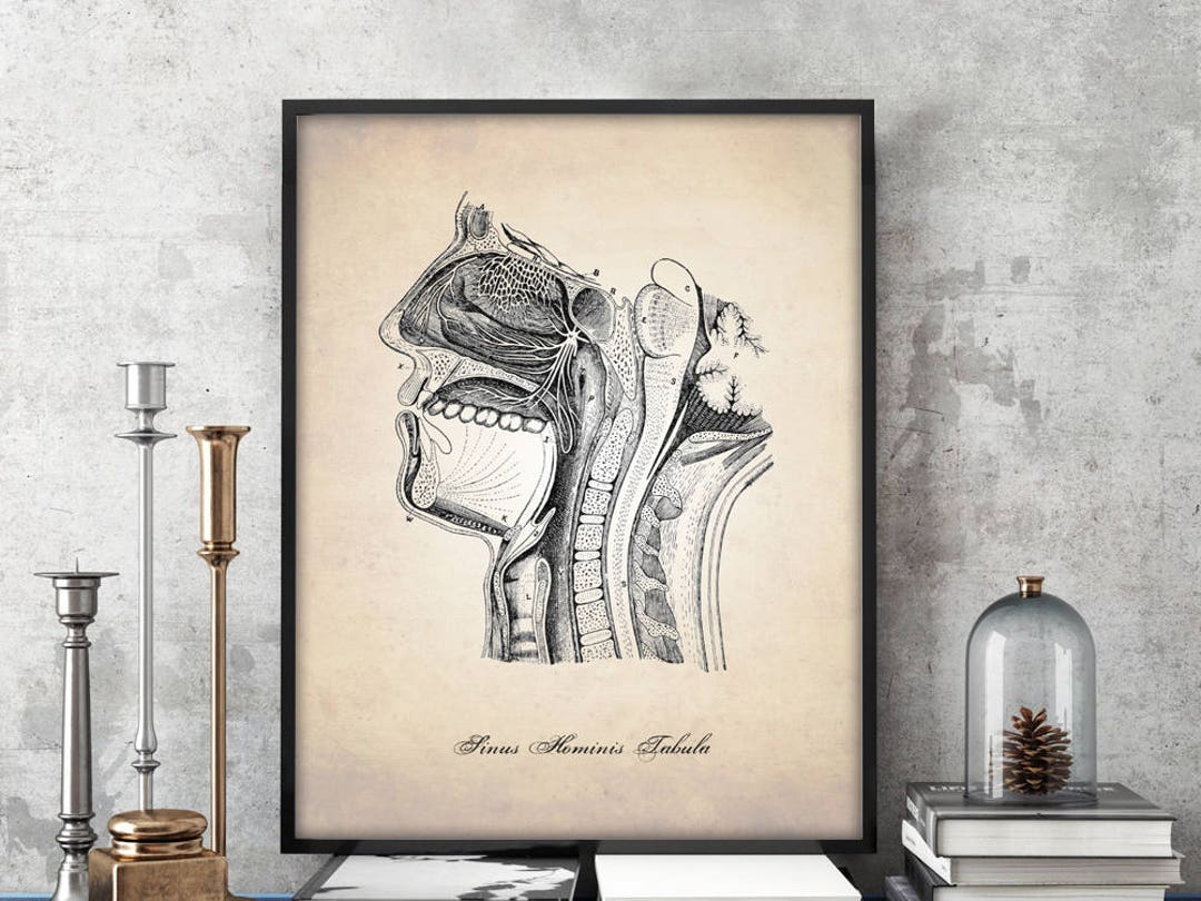 Sinus Cavity Diagram - Human Anatomy Art Print - Cross Section of Face ...