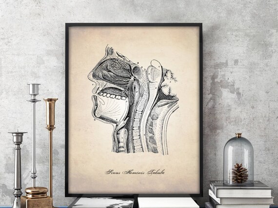 Sinus Cavity Diagram Human Anatomy Art Print Cross Section - Etsy