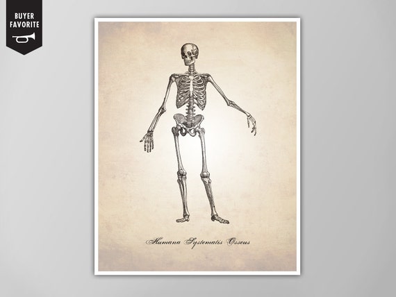 Skeletal System Human Anatomy Art Print Human Anatomy Print | Etsy