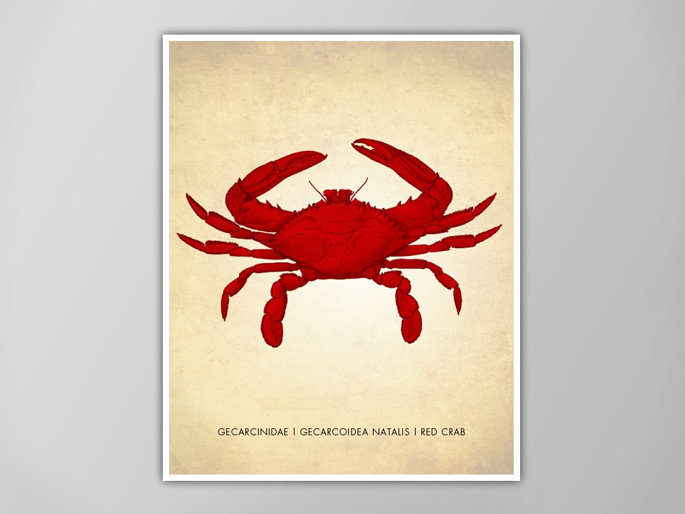 Red Crab Art Print Ocean Life Poster Science Classroom - Etsy