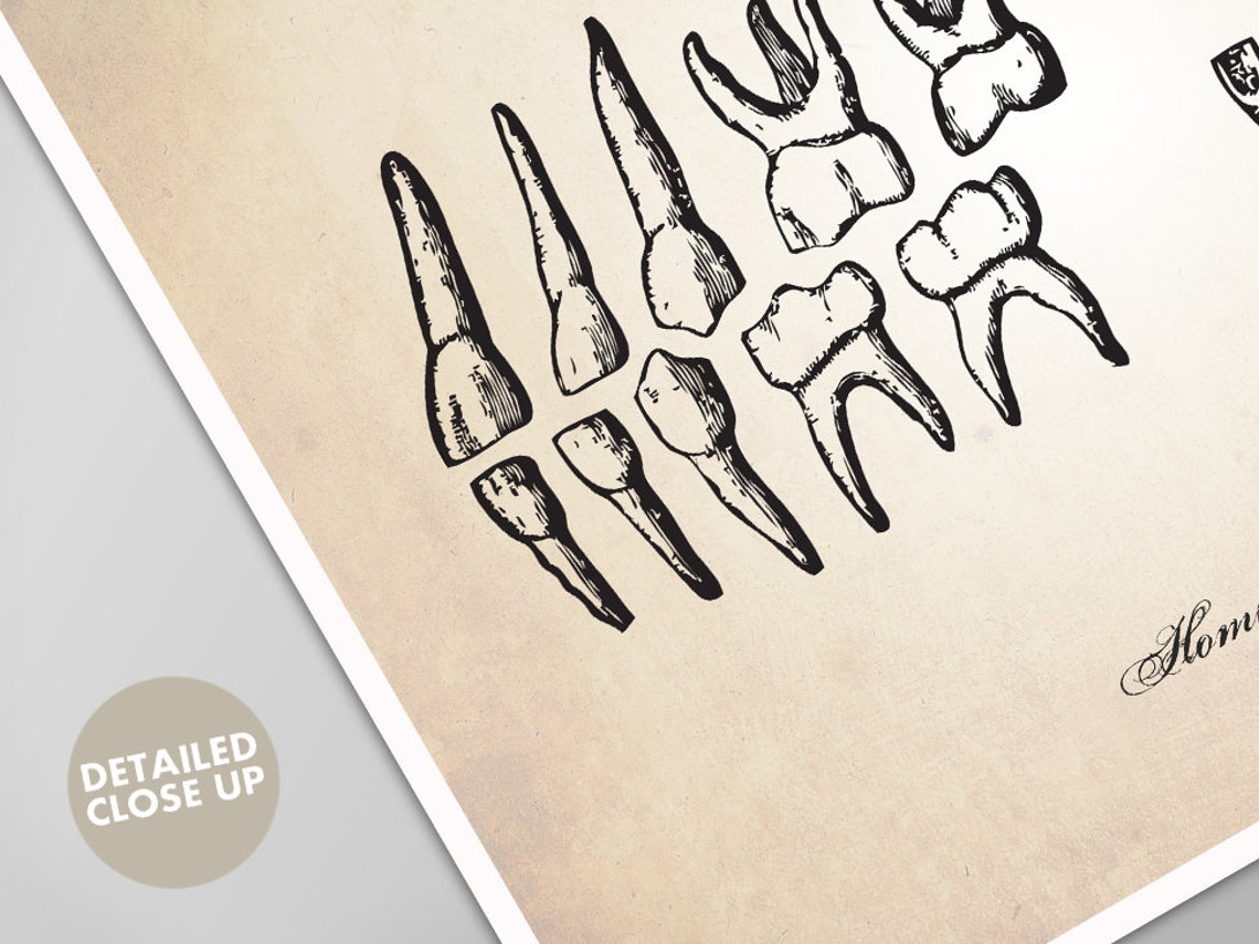 Human Anatomy Art Print Teeth Illustration Scientific - Etsy