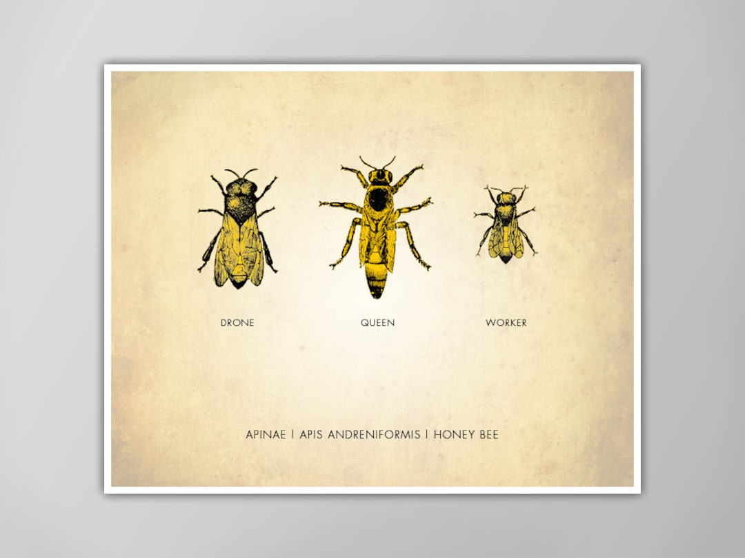 Honey Bees Art Print Bee Chart Natural History Poster Queen Bee Drone ...