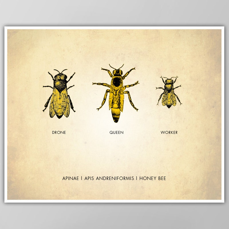 Scientific Bee Print - Etsy