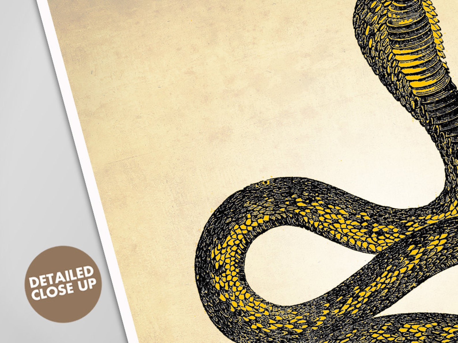 King Cobra Art Print - Cobra Snake Poster - Natural History Wall Art ...
