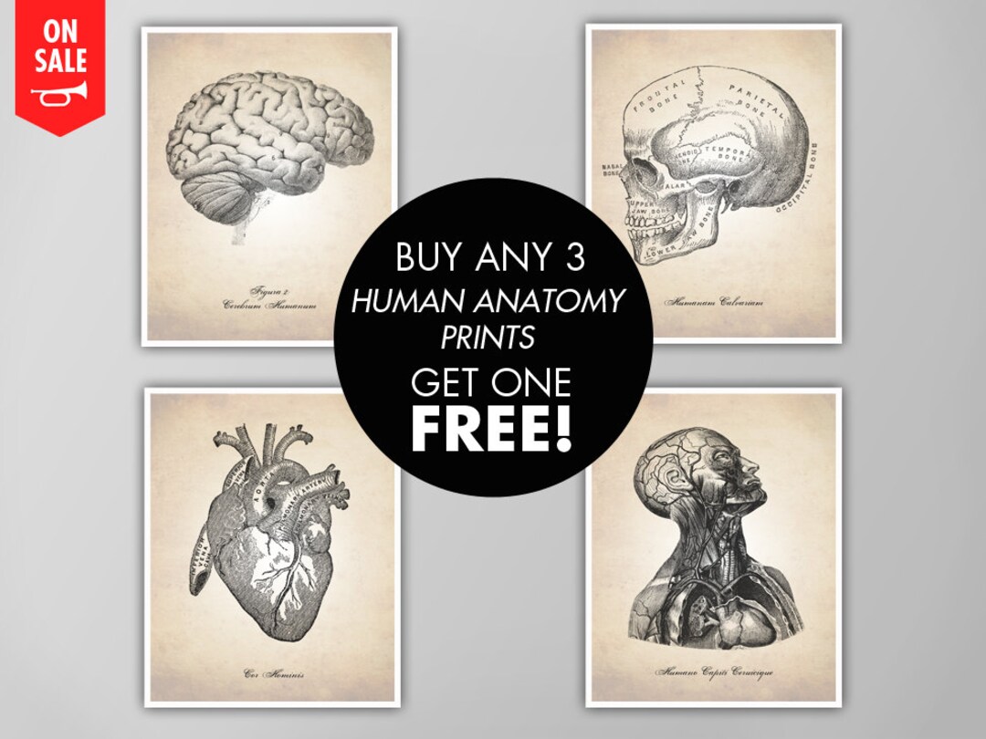 Human Anatomy Print Set - 4 Human Anatomy Prints - Medical Drawing ...