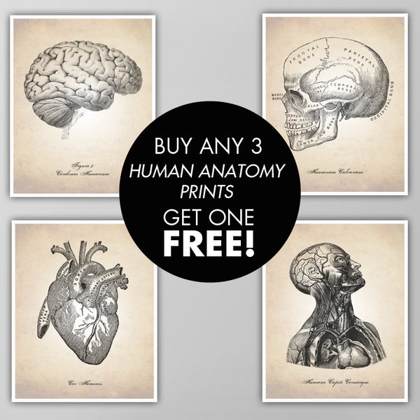 Human Anatomy Print - Etsy