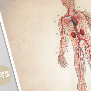 Circulatory System Art Print - Human Anatomy - Veins and Arteries ...
