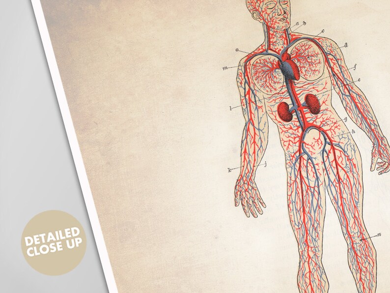 Circulatory System Art Print Human Anatomy Veins and - Etsy