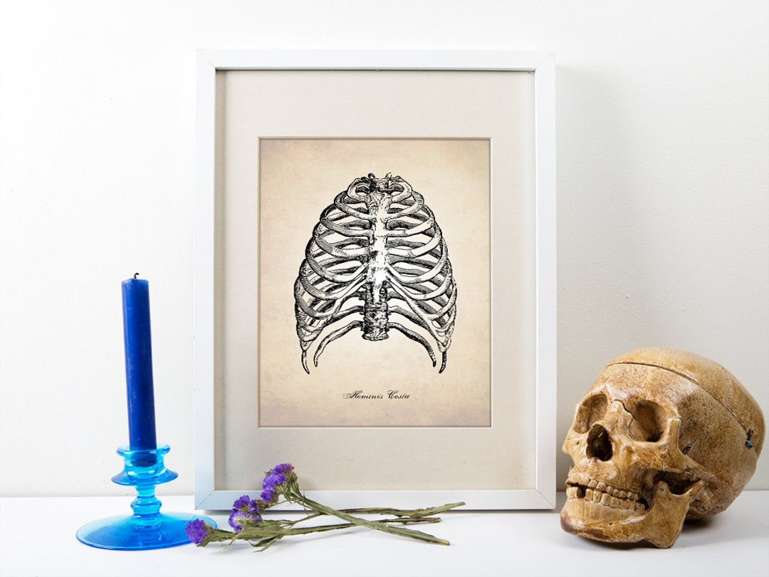 Human Rib Cage Art Print - Anatomy Drawing - Medical Illustration ...