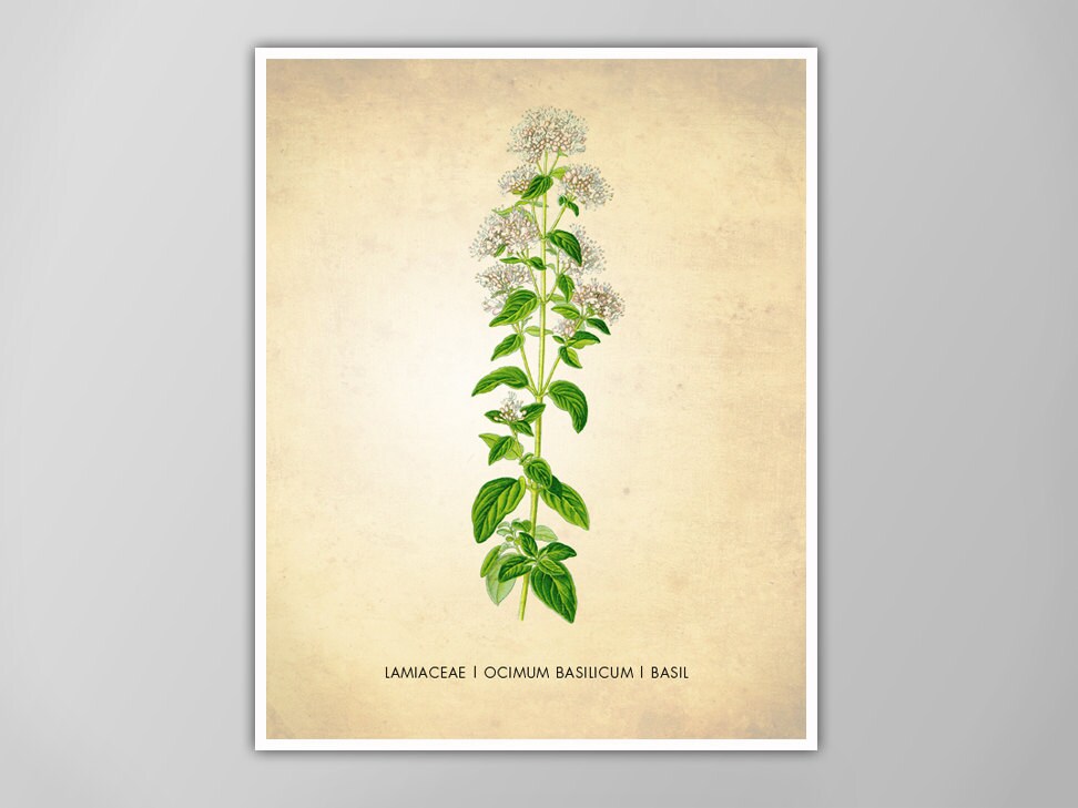 Basil Herb Art Print Kitchen Decor Culinary Poster Herbs - Etsy