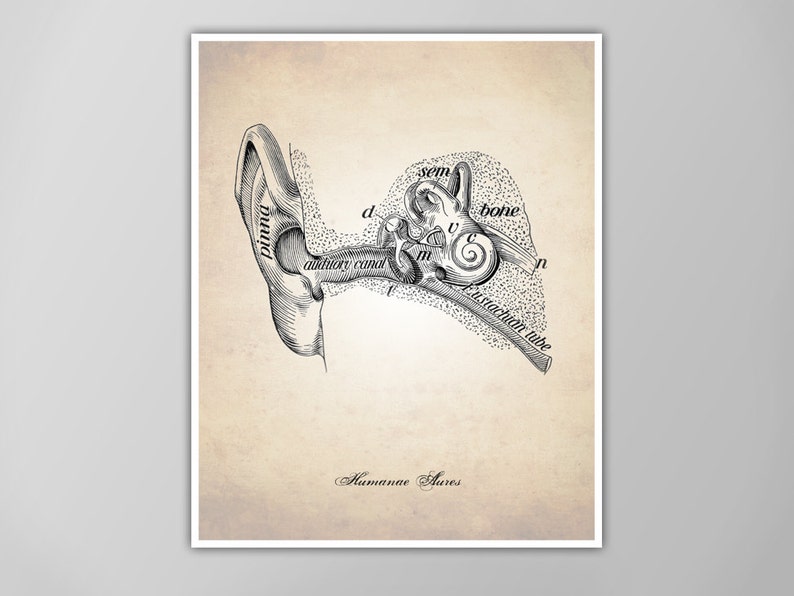 Human Ear Art Print Ear Canal Diagram Anatomy Wall Art - Etsy