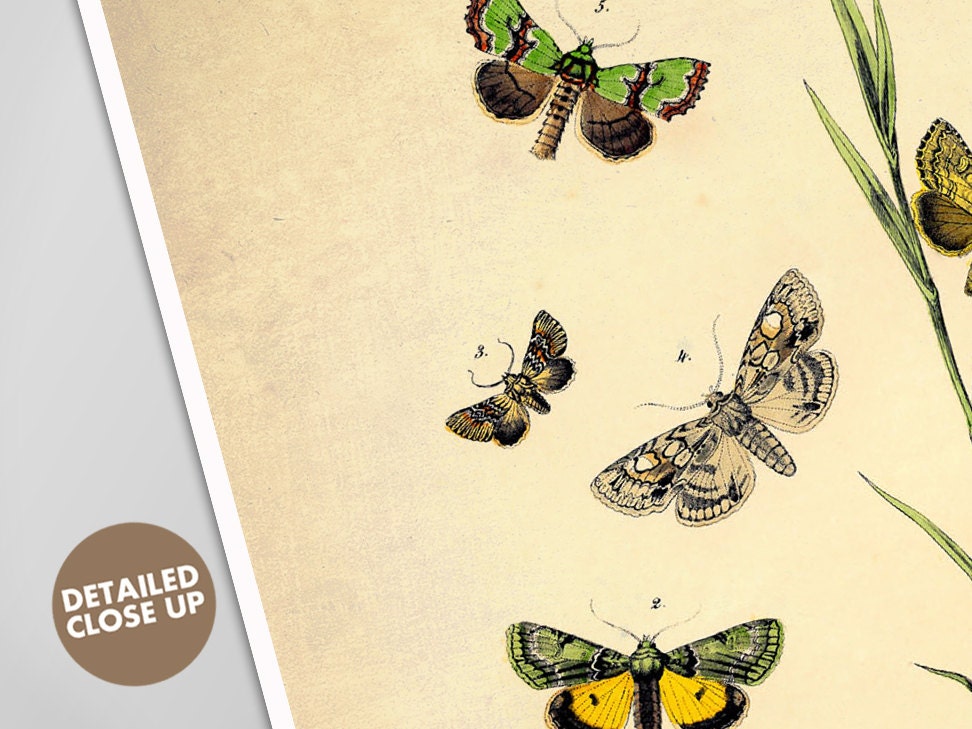 Moth Art Print Natural History Poster Moth Species Chart - Etsy