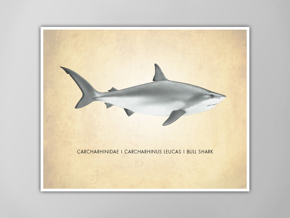 Bull Shark Art Print Natural History Decor Scientific Wall - Etsy