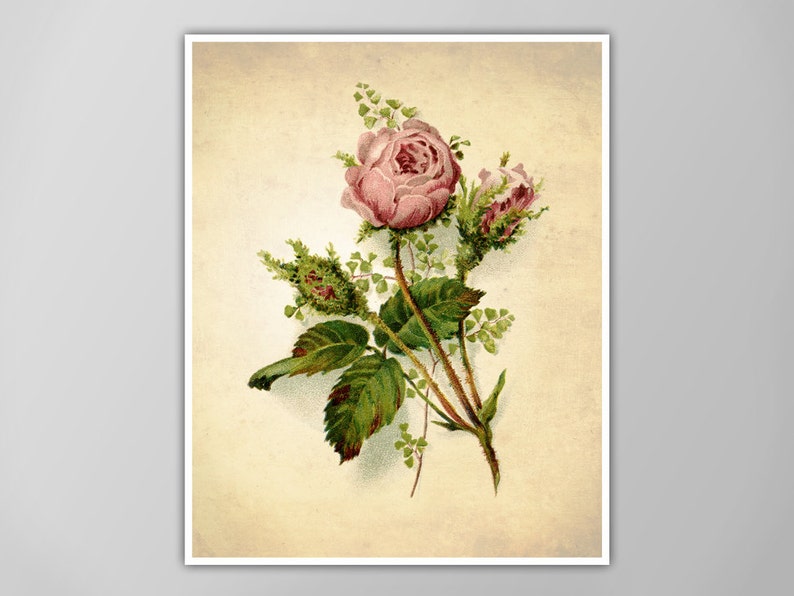 Rose Art Print Rose Flower Poster Botanical Flower Art - Etsy