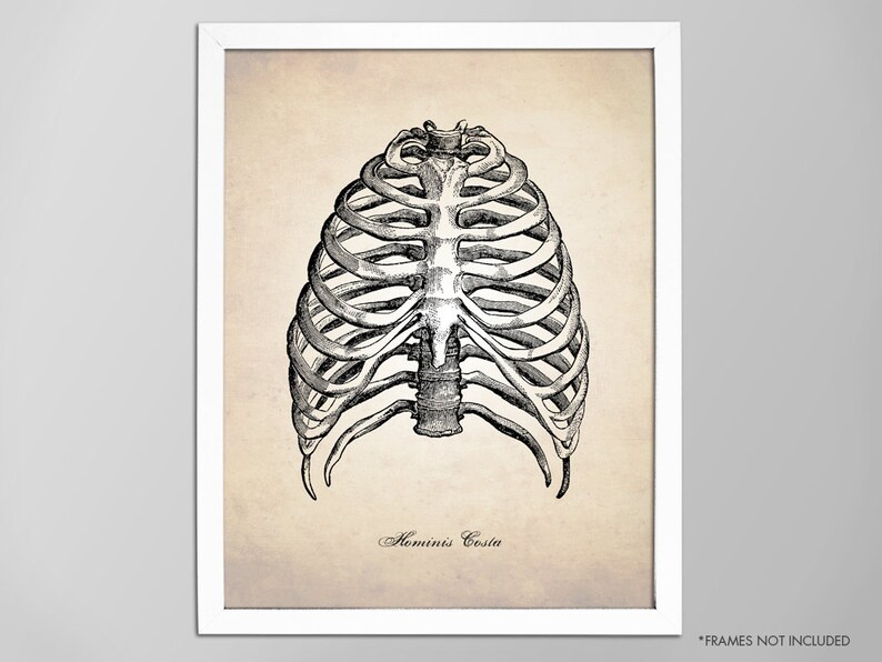Human Rib Cage Art Print Anatomy Drawing Human Ribs Medical | Etsy