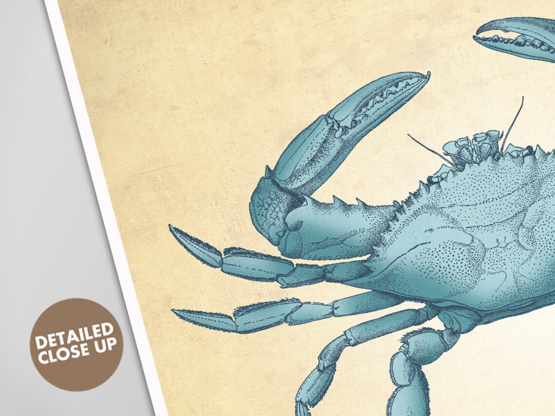 Blue Crab Art Print - Ocean Life Poster - Science Classroom Decor ...