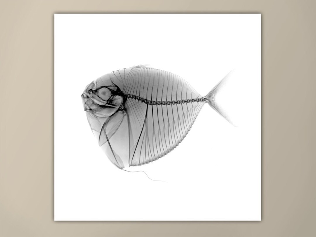 Black and White Fish X-ray Print, Marine Life Art, Modern Art Print ...