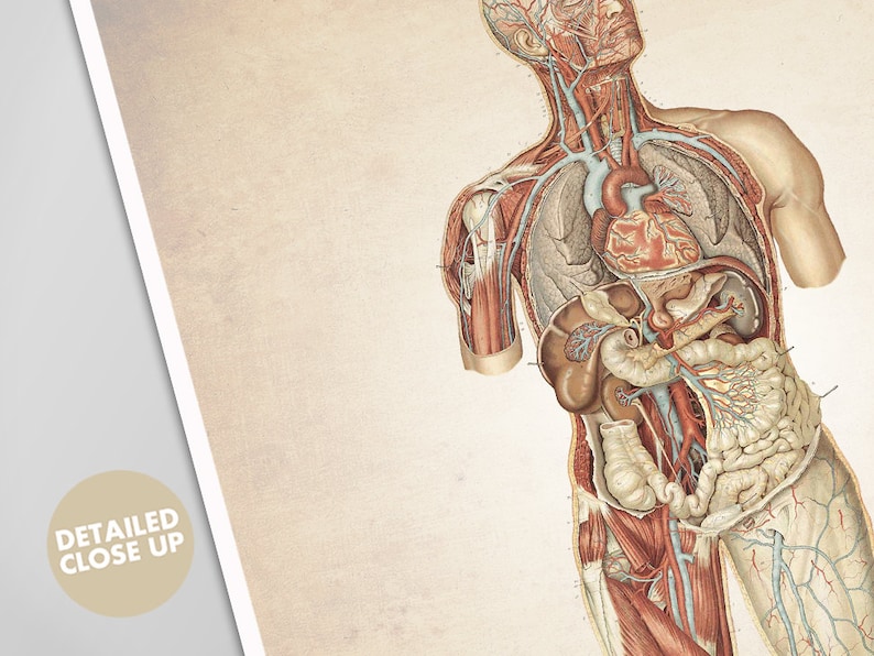 Human Anatomy Art Print Human Body Diagram Medical - Etsy
