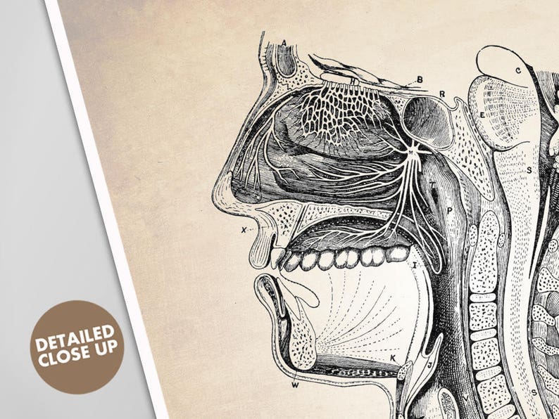 Sinus Cavity Diagram Human Anatomy Art Print Cross Section - Etsy