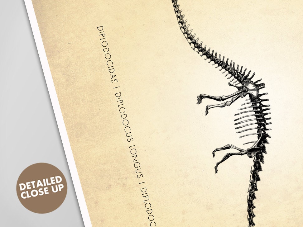 Diplodocus Art Print Natural History Poster Dinosaur Wall - Etsy