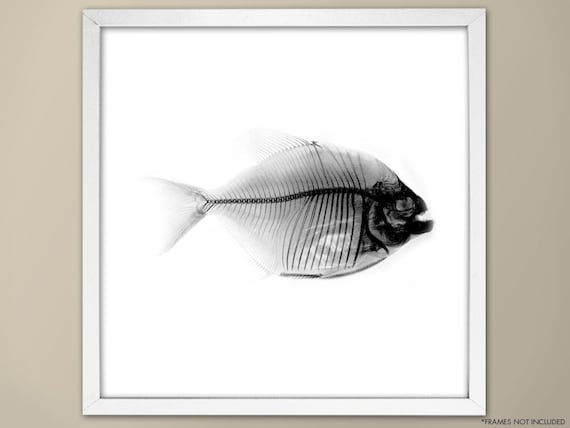 X Ray Fish Drawing
