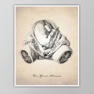 Uterus Art Print in Utero Poster Fetus in Womb - Etsy