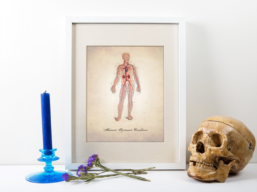 Circulatory System Art Print Human Anatomy Veins and - Etsy