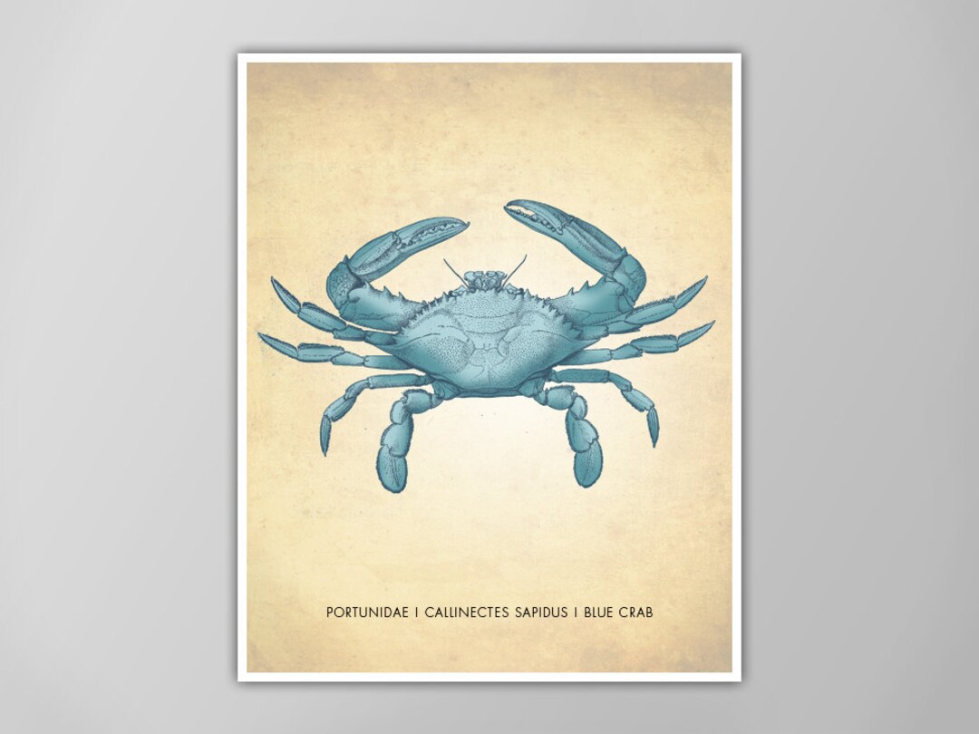 Blue Crab Art Print - Ocean Life Poster - Science Classroom Decor ...
