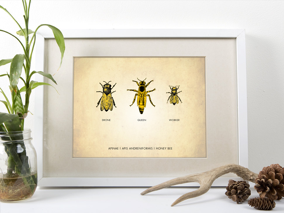 Honey Bees Art Print Bee Chart Natural History Poster - Etsy