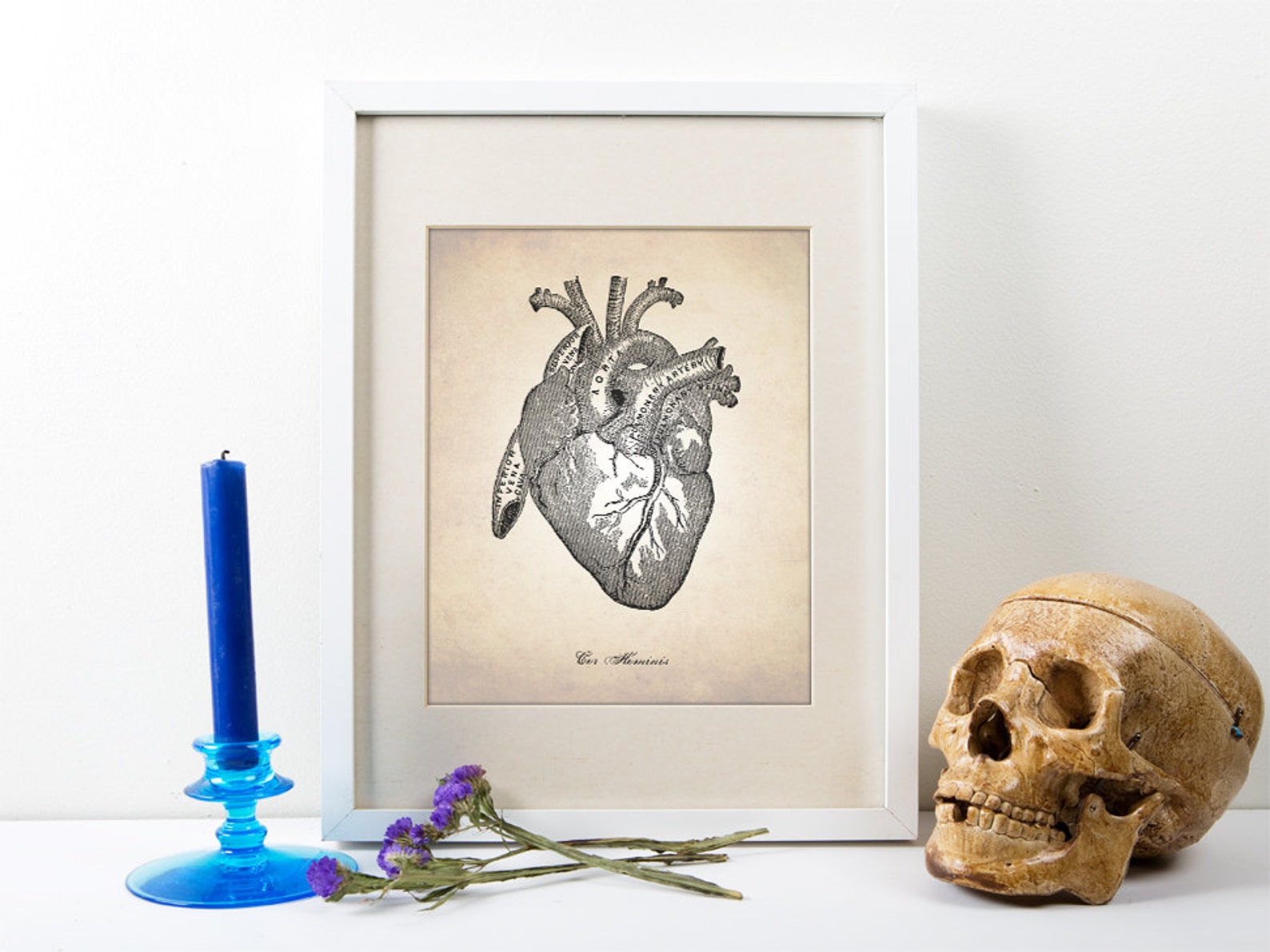 Human Heart Print Human Anatomy Art Print Anatomy Drawing - Etsy