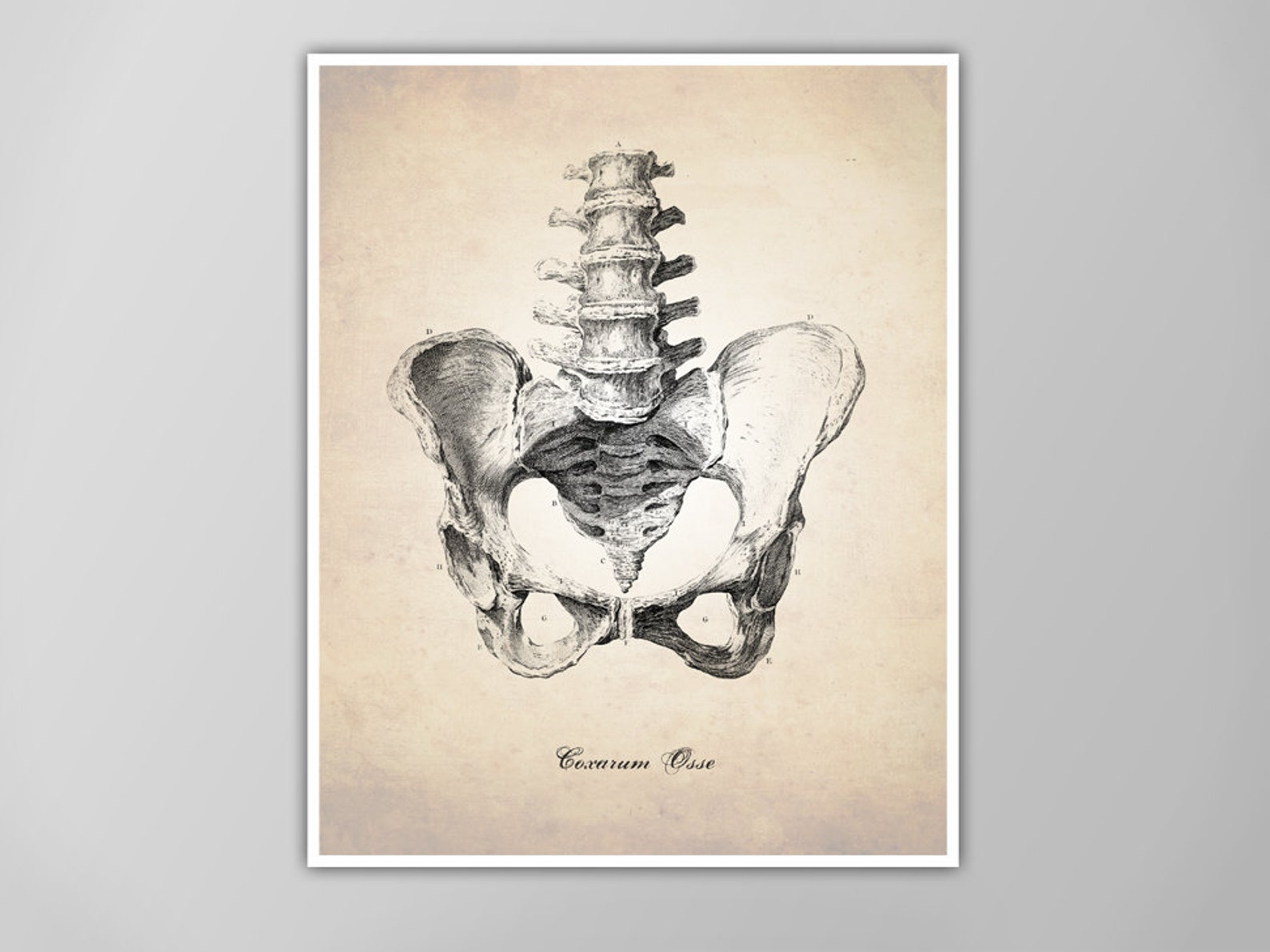 Human Pelvic Bone Anatomy Art Print Pelvis Skeleton Bones - Etsy