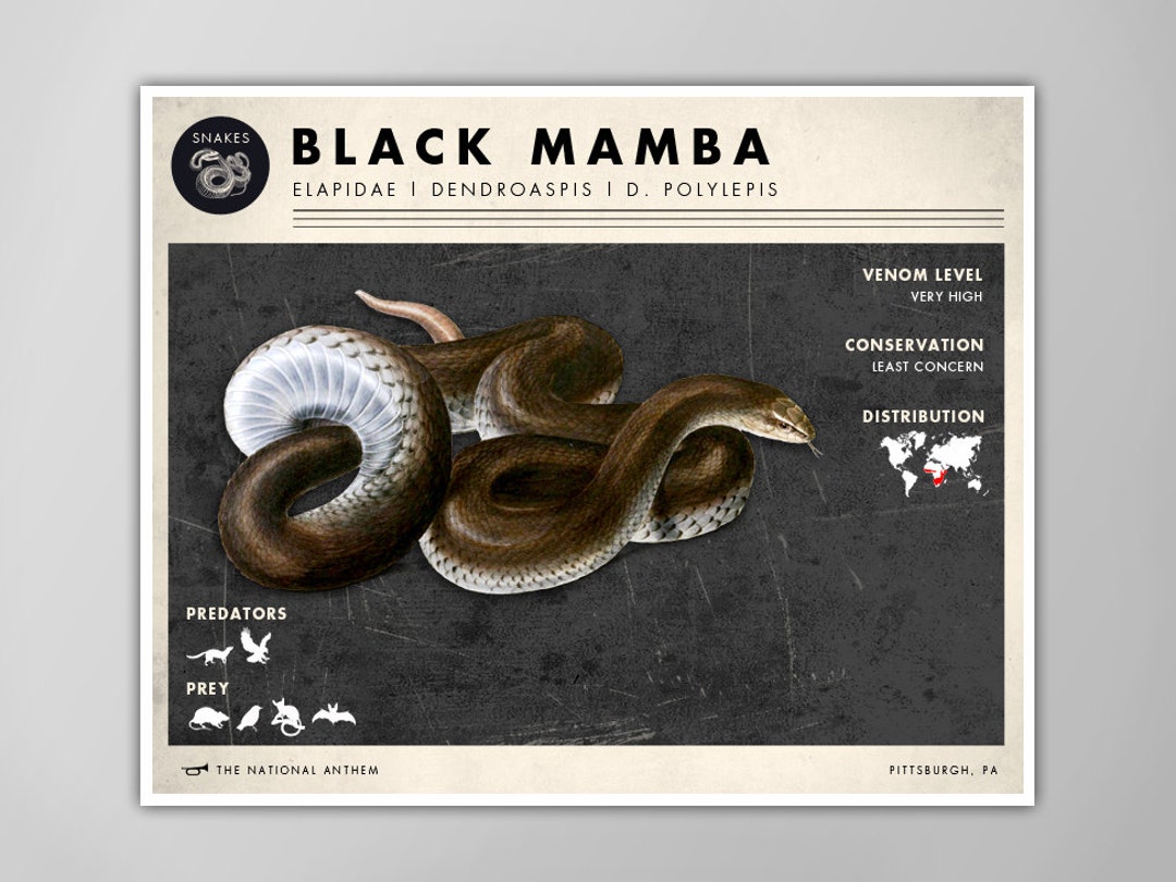 Snake Art Print - Black Mamba Poster - Natural History Decor ...